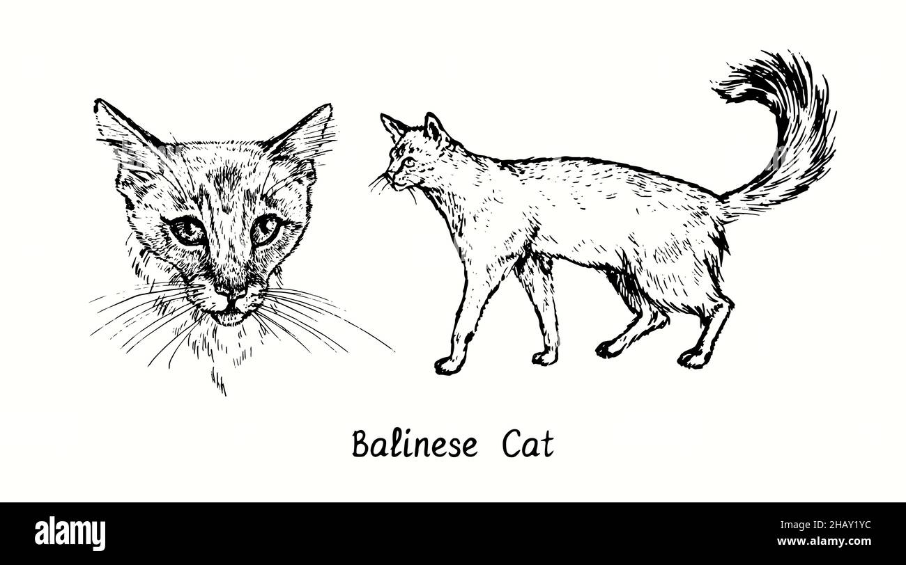 Balinese Cat collection, head front view and standing side view. Ink ...