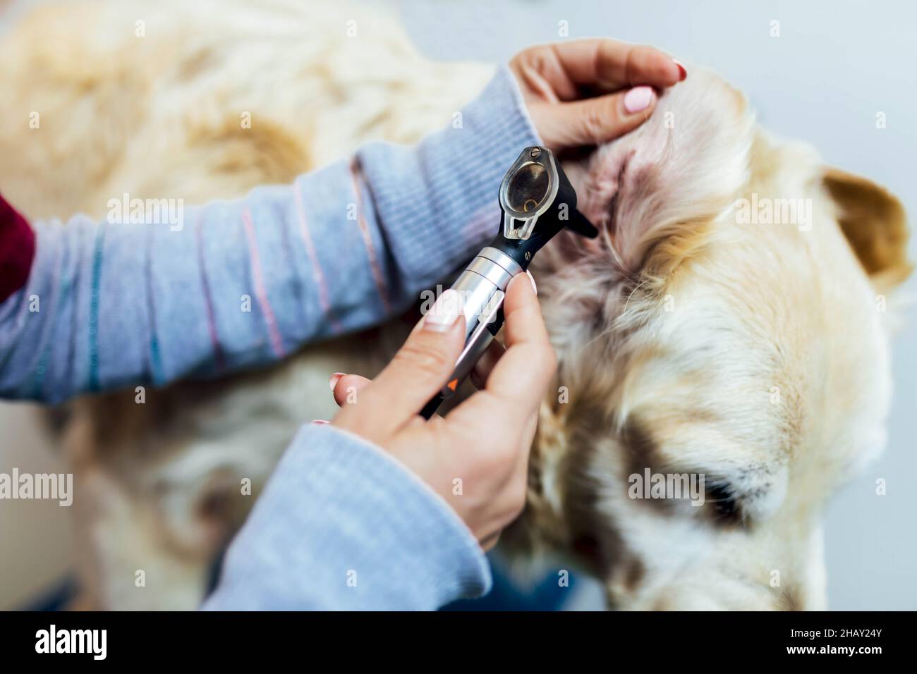 Otoscope dog hi-res stock photography and images - Alamy