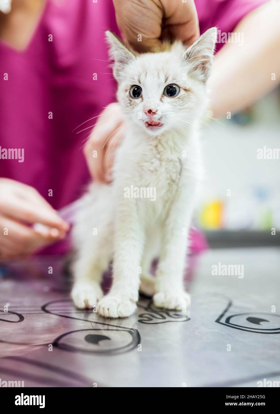 Crop unrecognizable veterinarian in uniform injecting cute white cat ...