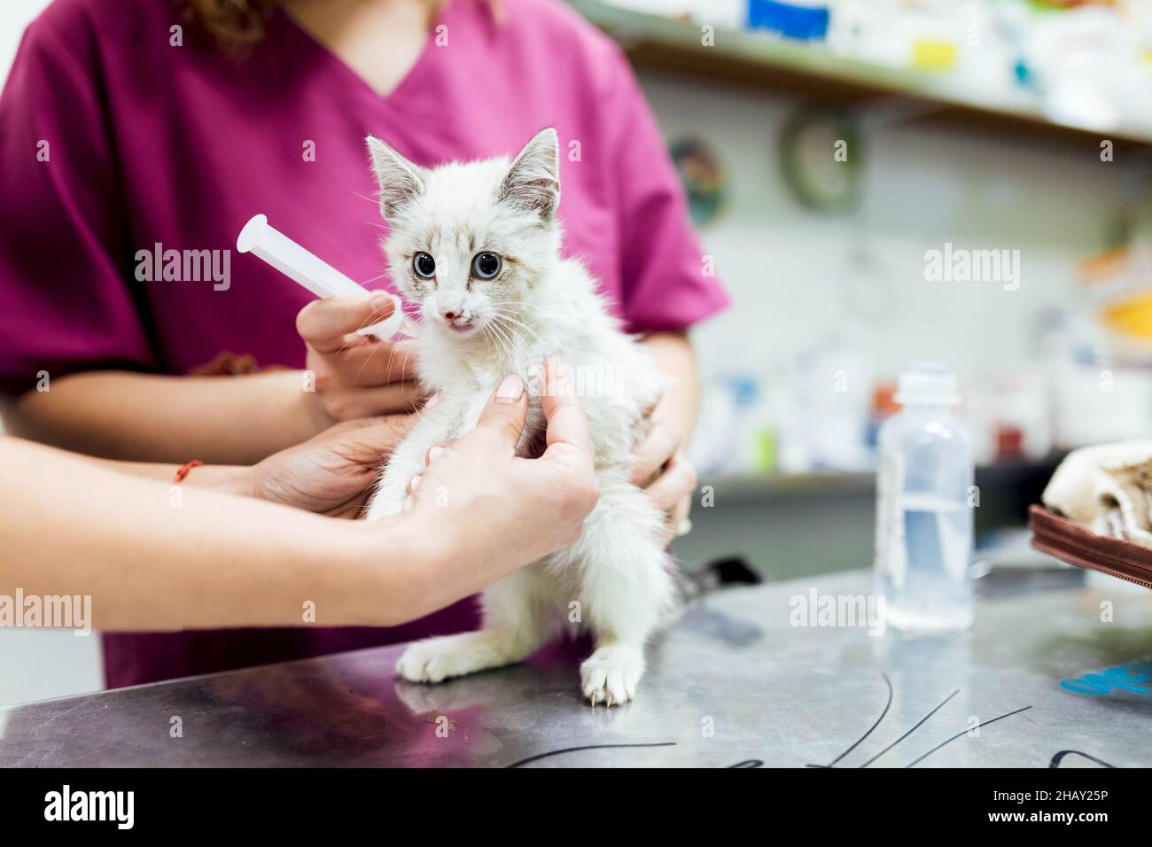 Crop unrecognizable veterinarian in uniform injecting cute white cat ...
