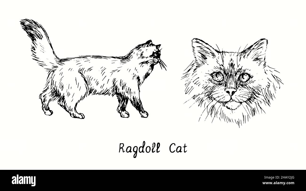 Cat Front View Drawing