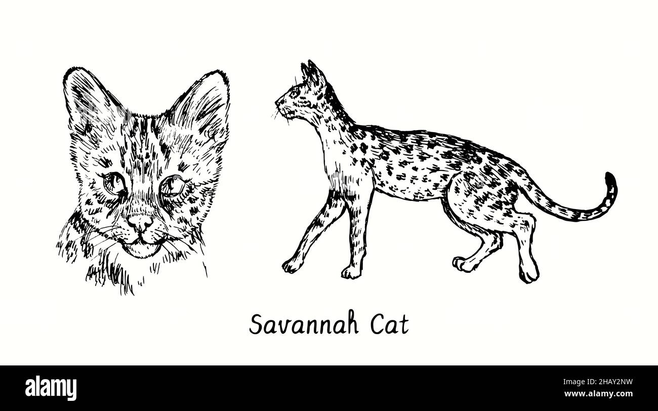 Serval Drawing