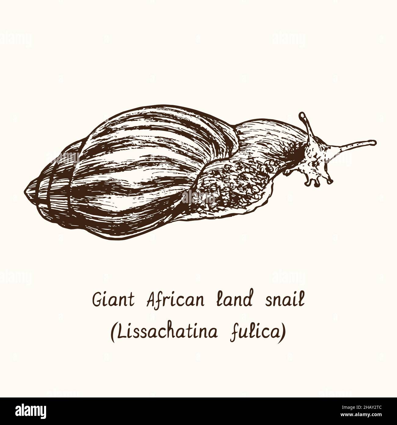 Giant African land snail (Lissachatina fulica, formerly Achatina fulica ...