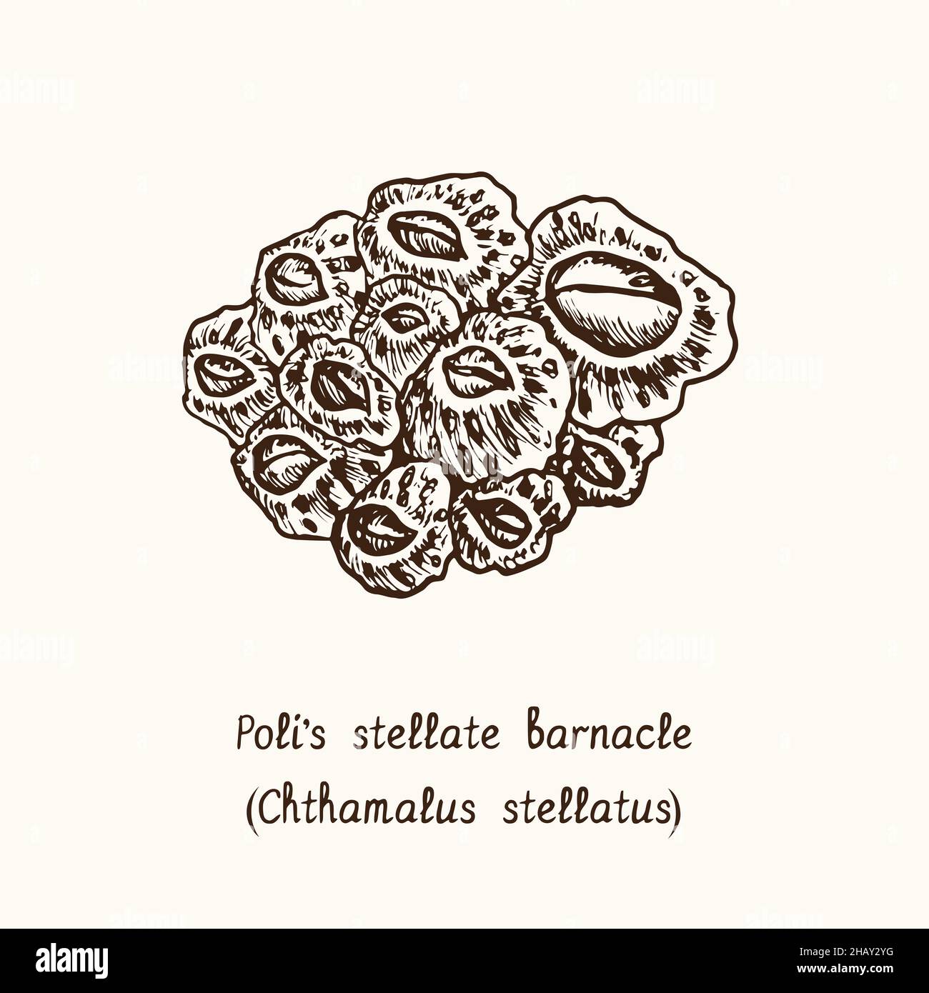 Poli's stellate barnacle (Chthamalus stellatus). Ink black and white ...