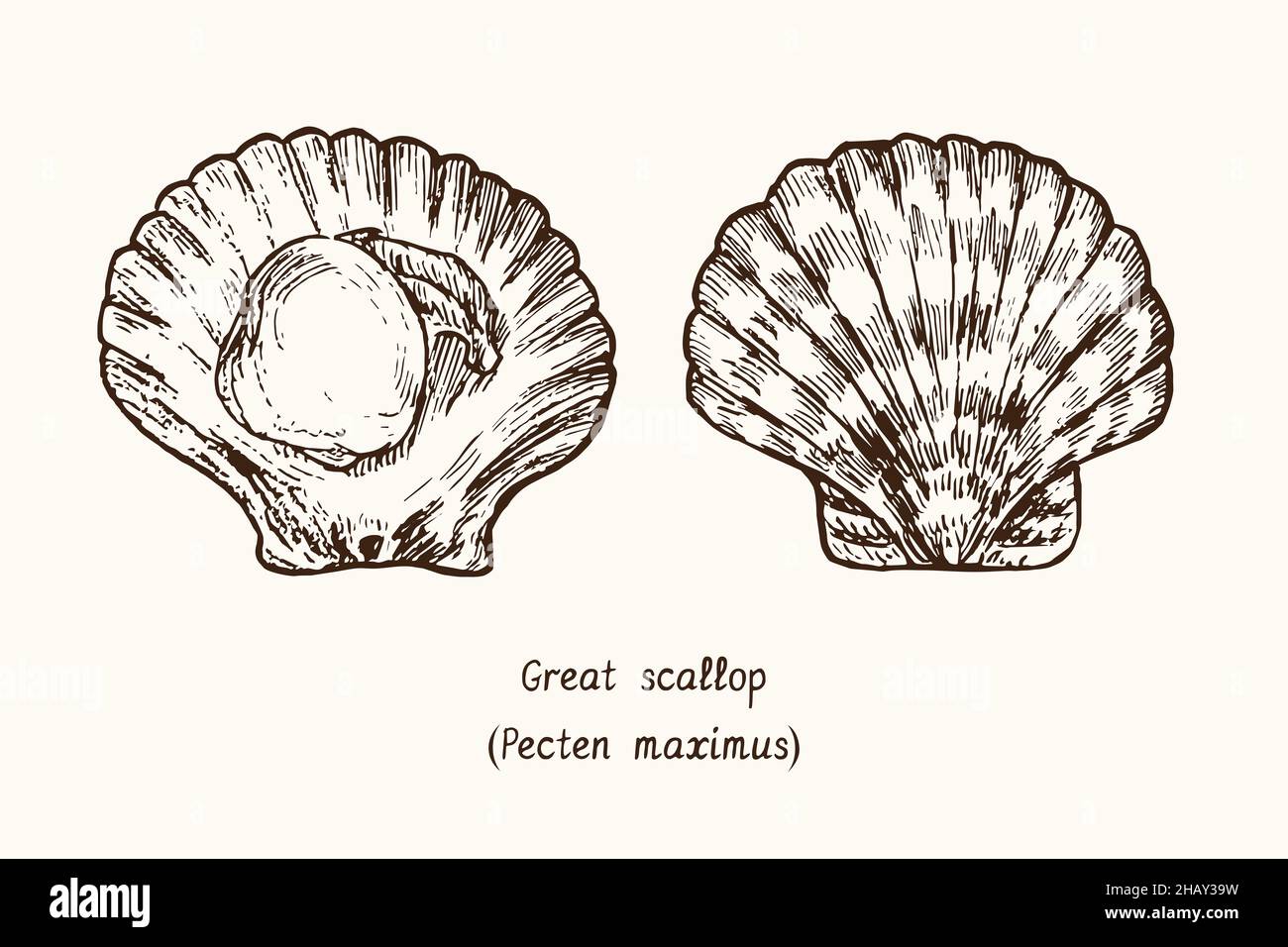 Pecten Maximus