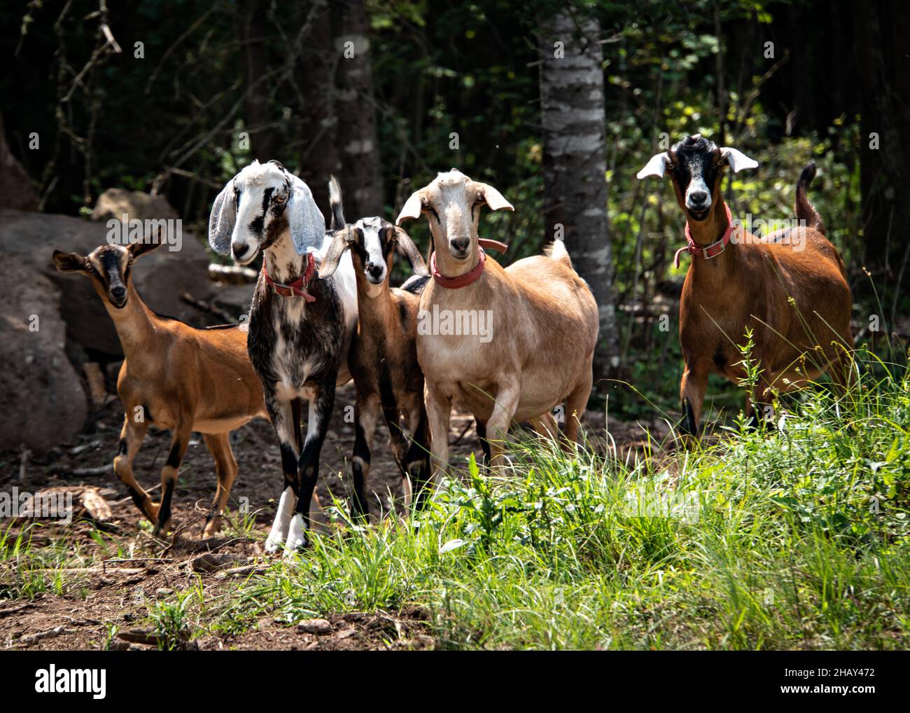 Group goats in landscape hi-res stock photography and images - Alamy