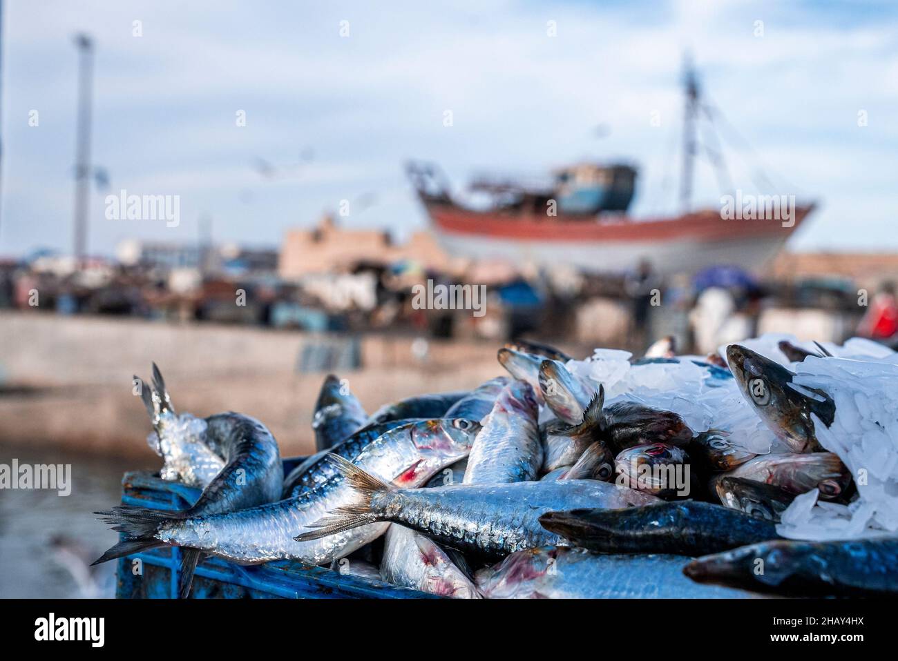 Freshly caught fish sorted in crates with ice for transport and sale at ...