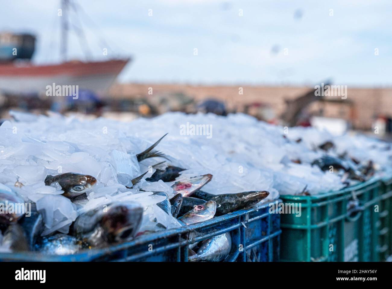 Freshly caught fish sorted in crates with ice for transport and sale at ...