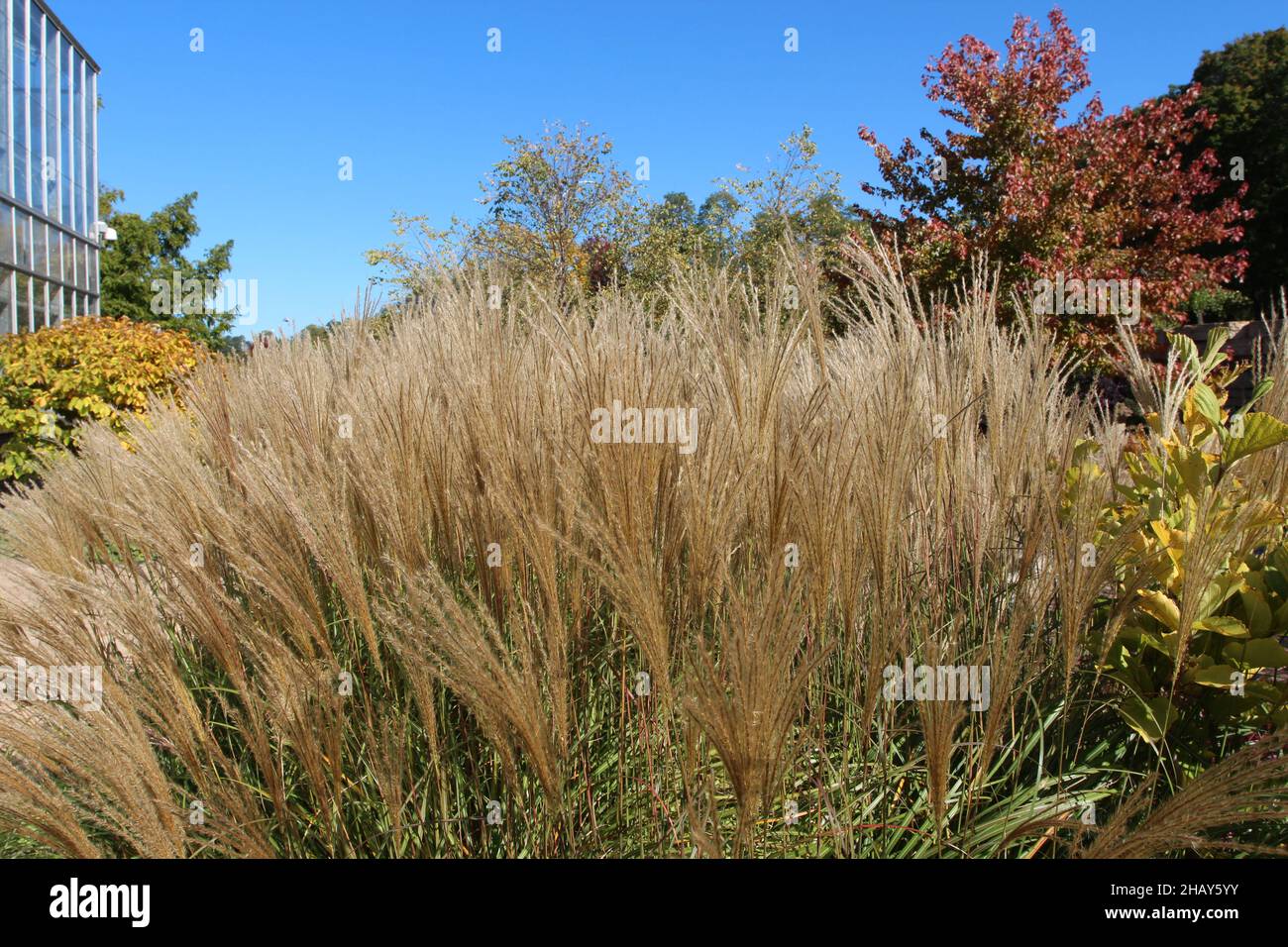Close up of Ornamental Chinese Silver Grass at Sinnissippi Gardens with ...