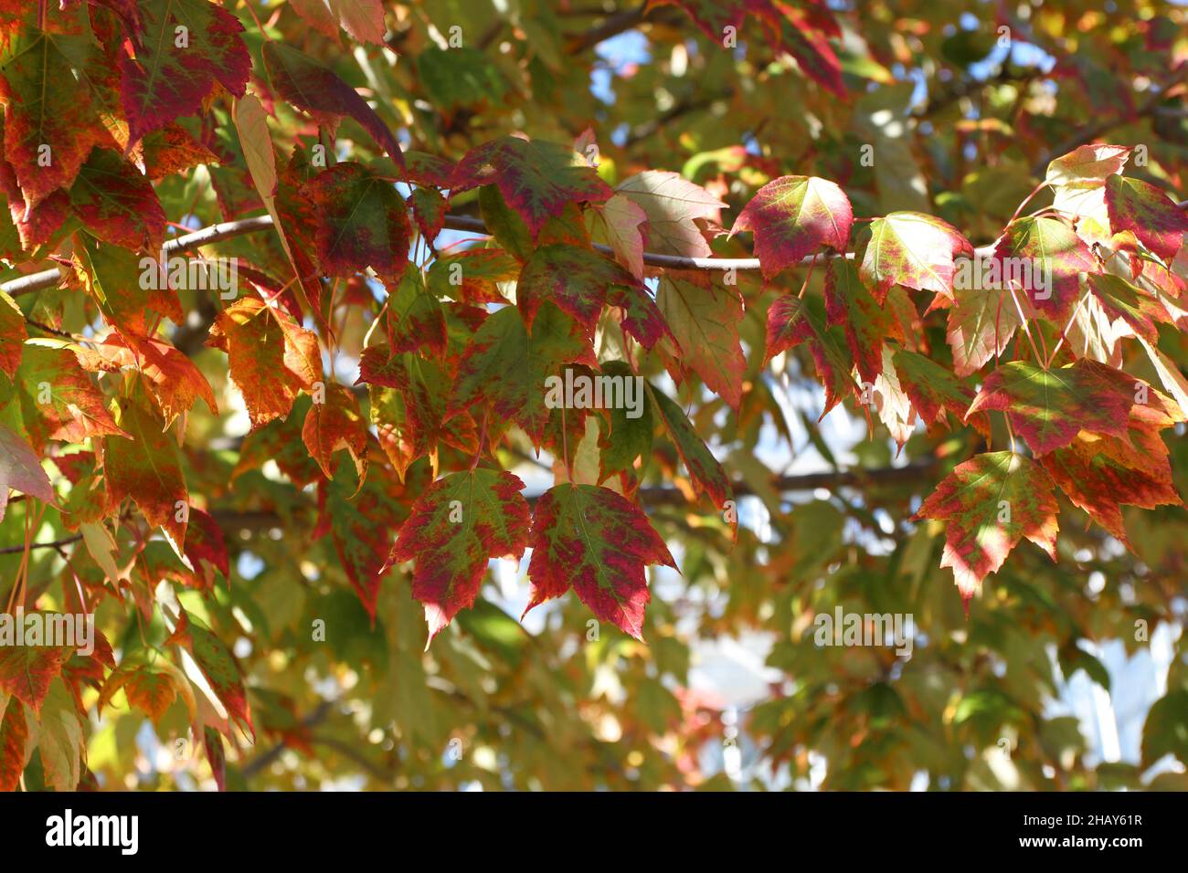 Red and green Maple tree leaves on the branch of a tree in the fall in ...
