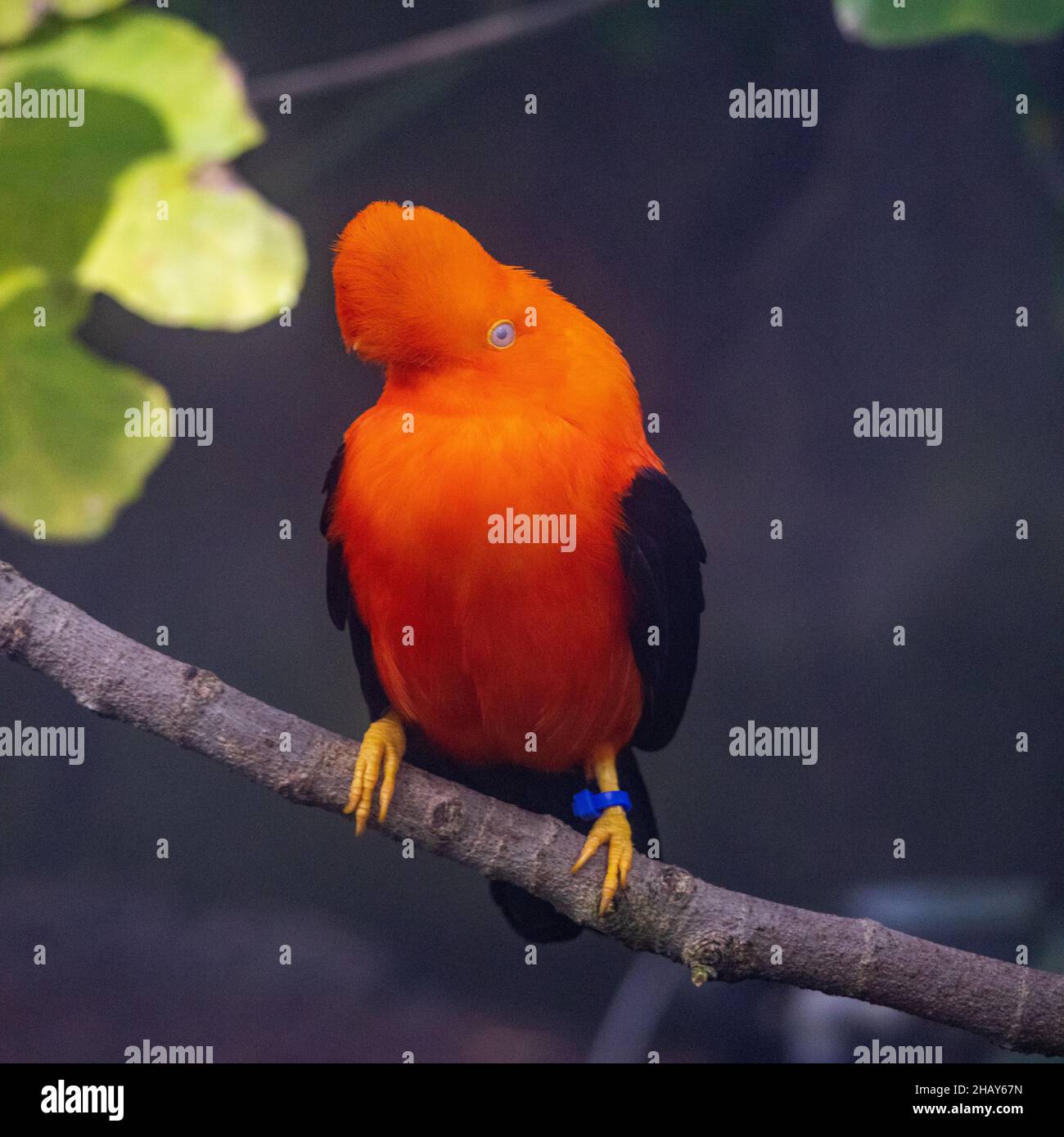 Gallo de roca hi-res stock photography and images - Alamy