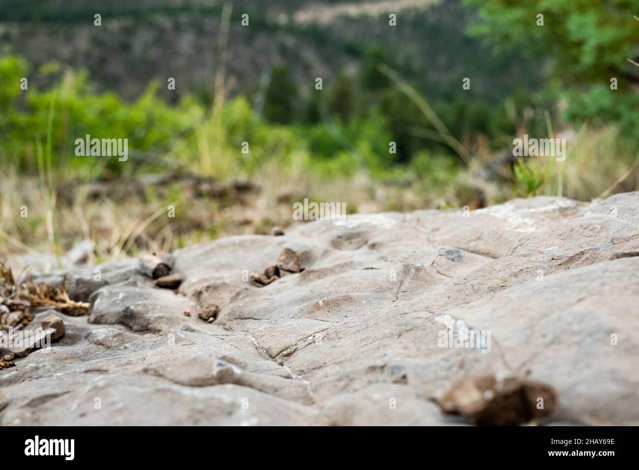 Closeup shot of a big stone on the ground of a forest Stock Photo - Alamy