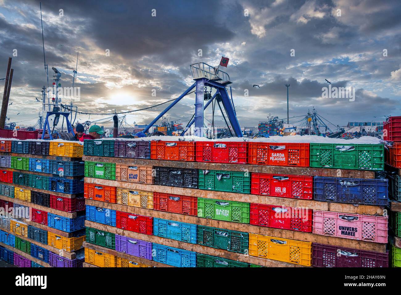 Freshly caught fishes sorted in crates with ice for transport and sale ...
