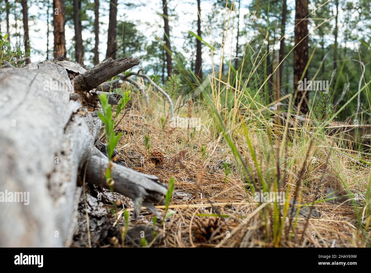 Closeup shot of broken tree branches on the ground Stock Photo - Alamy
