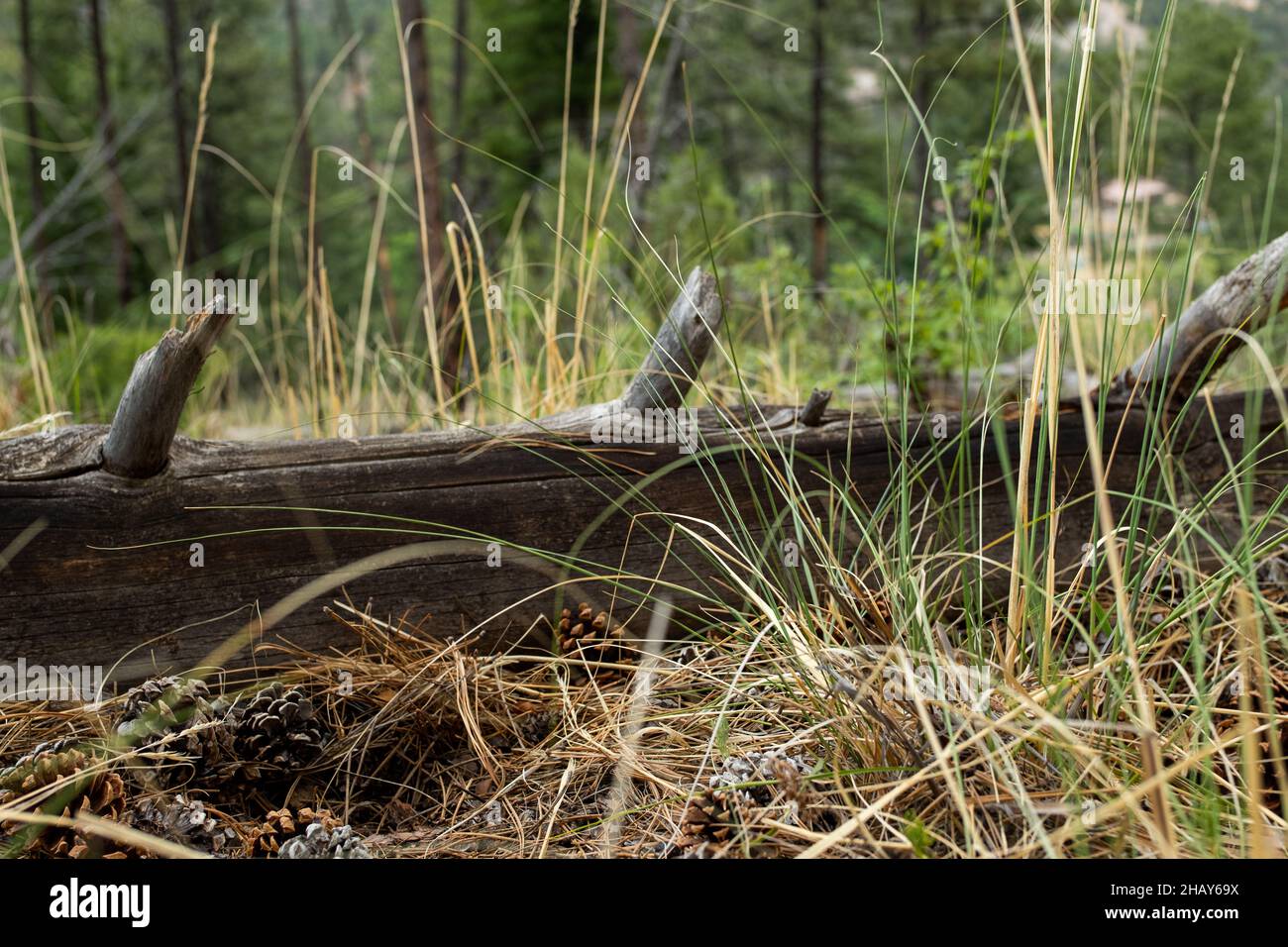 Closeup shot of broken tree branches on the ground Stock Photo - Alamy