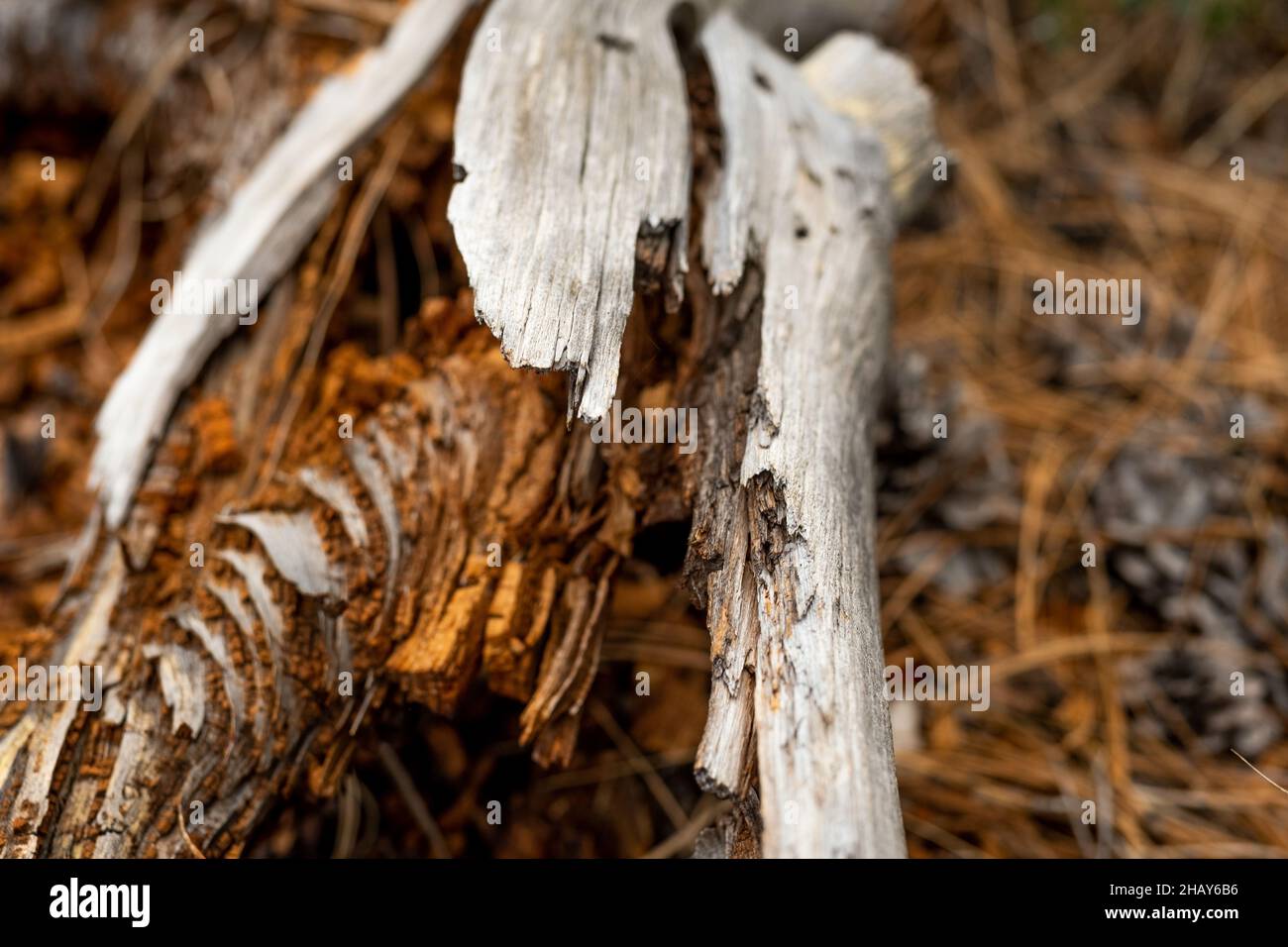Closeup shot of broken tree branches on the ground Stock Photo - Alamy