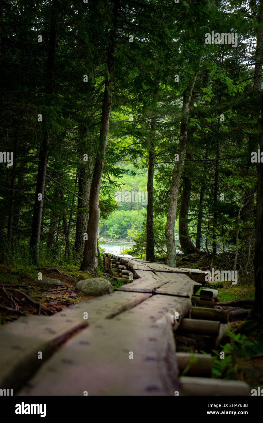 Vertical shot of a path amid pine trees in Arcadia National Park, Maine ...