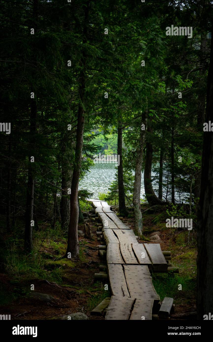 Vertical shot of a path amid pine trees in Arcadia National Park, Maine ...