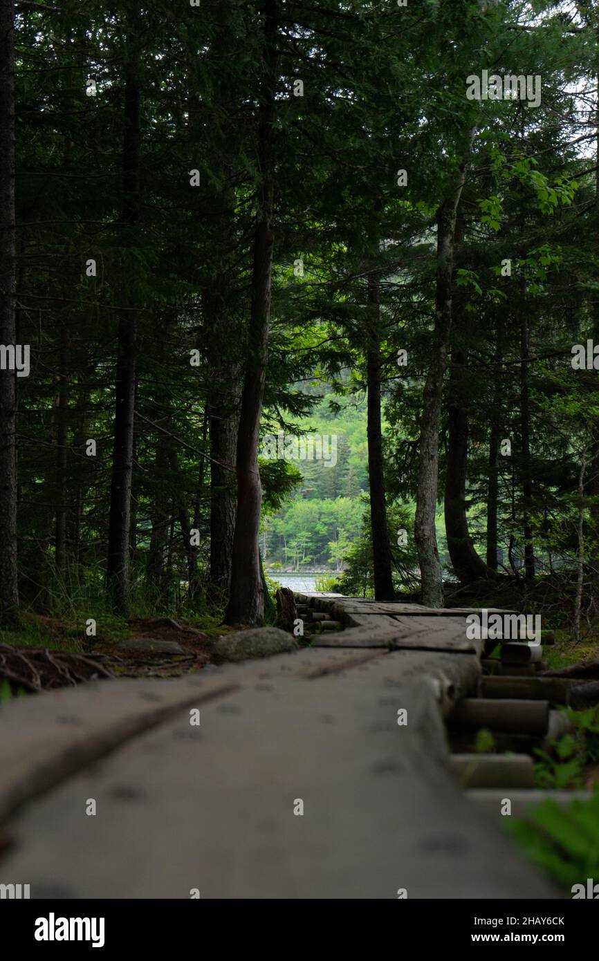 Vertical shot of a path amid pine trees in Arcadia National Park, Maine ...