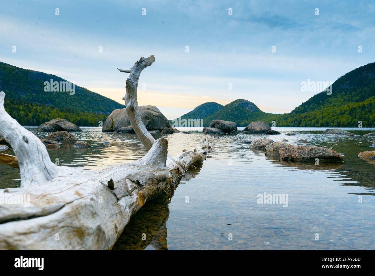 Fallen dry tree on the coast of the river on the background of ...