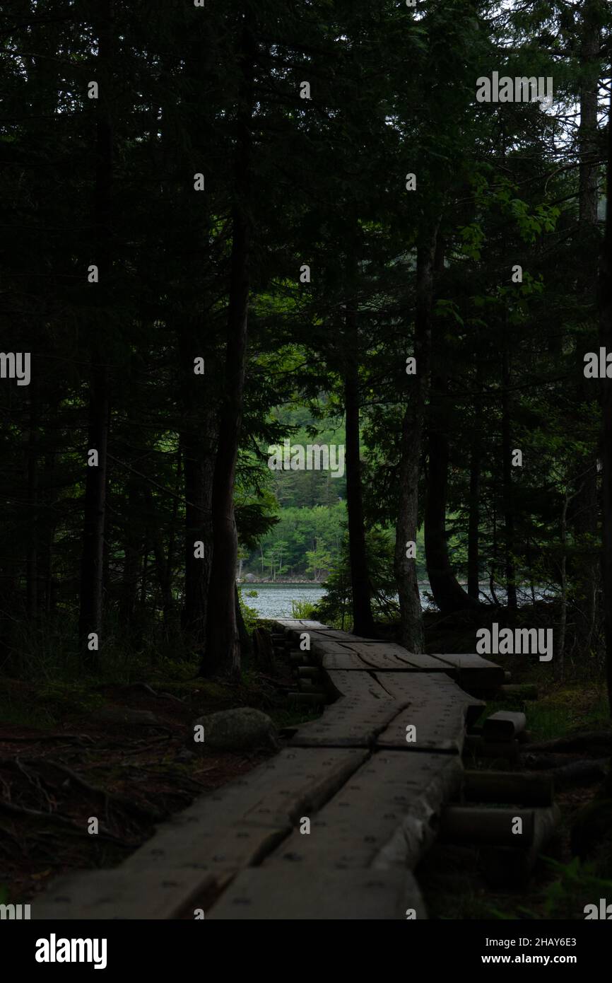 Vertical shot of a path amid pine trees in Arcadia National Park, Maine ...