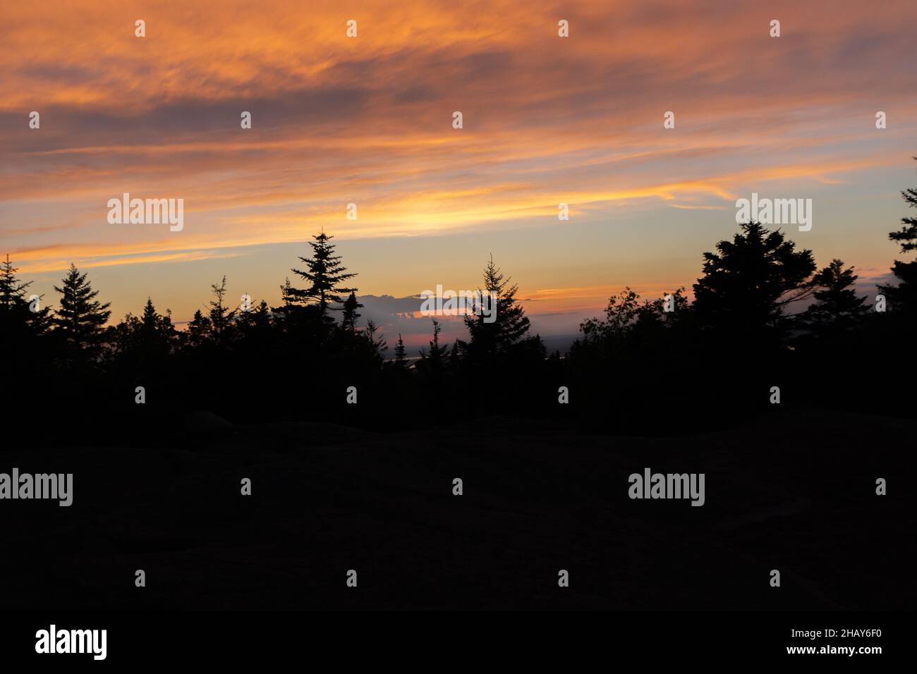 Silhouettes of pine trees in Arcadia National Park at sunset, Maine ...
