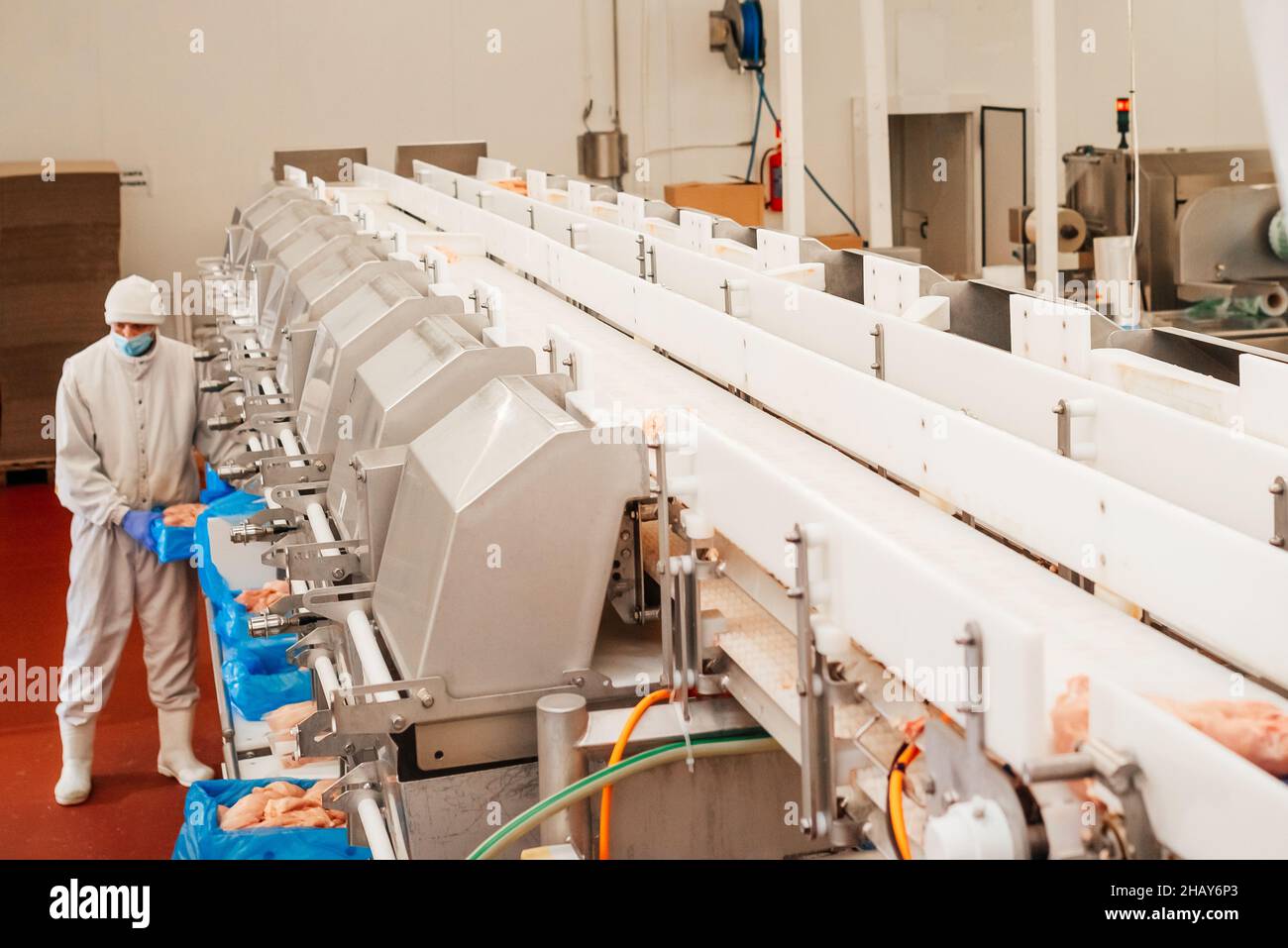Chicken fillet production line . Factory for the production of food ...