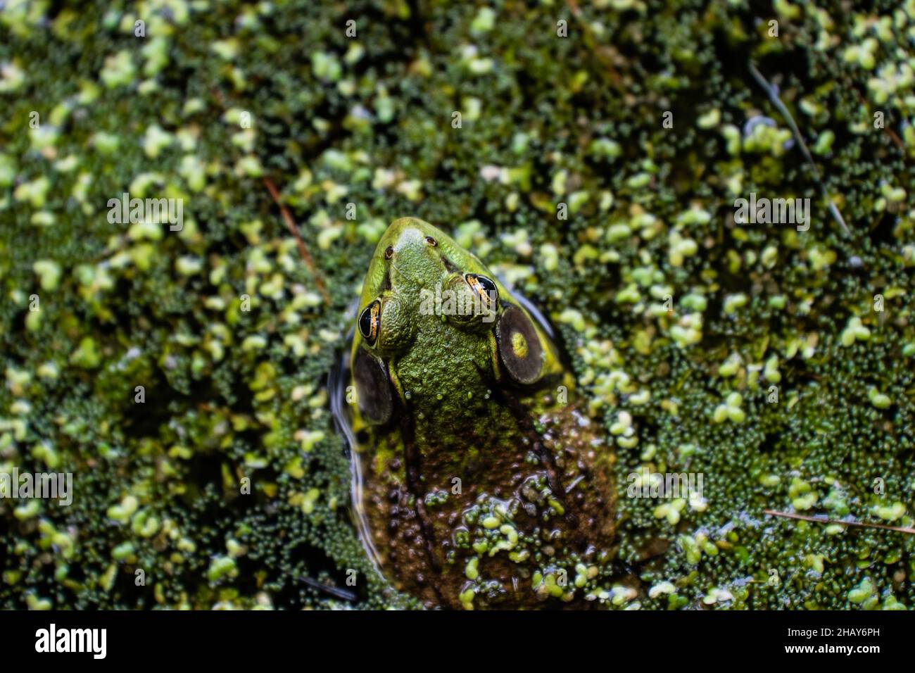 Overhead shot green frog hi-res stock photography and images - Alamy