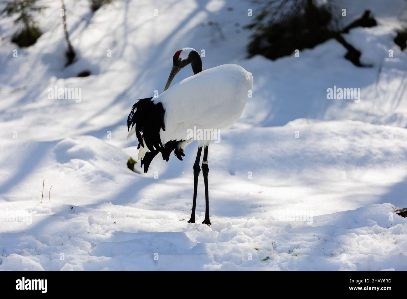 Red-crowned crane on the snow Stock Photo - Alamy