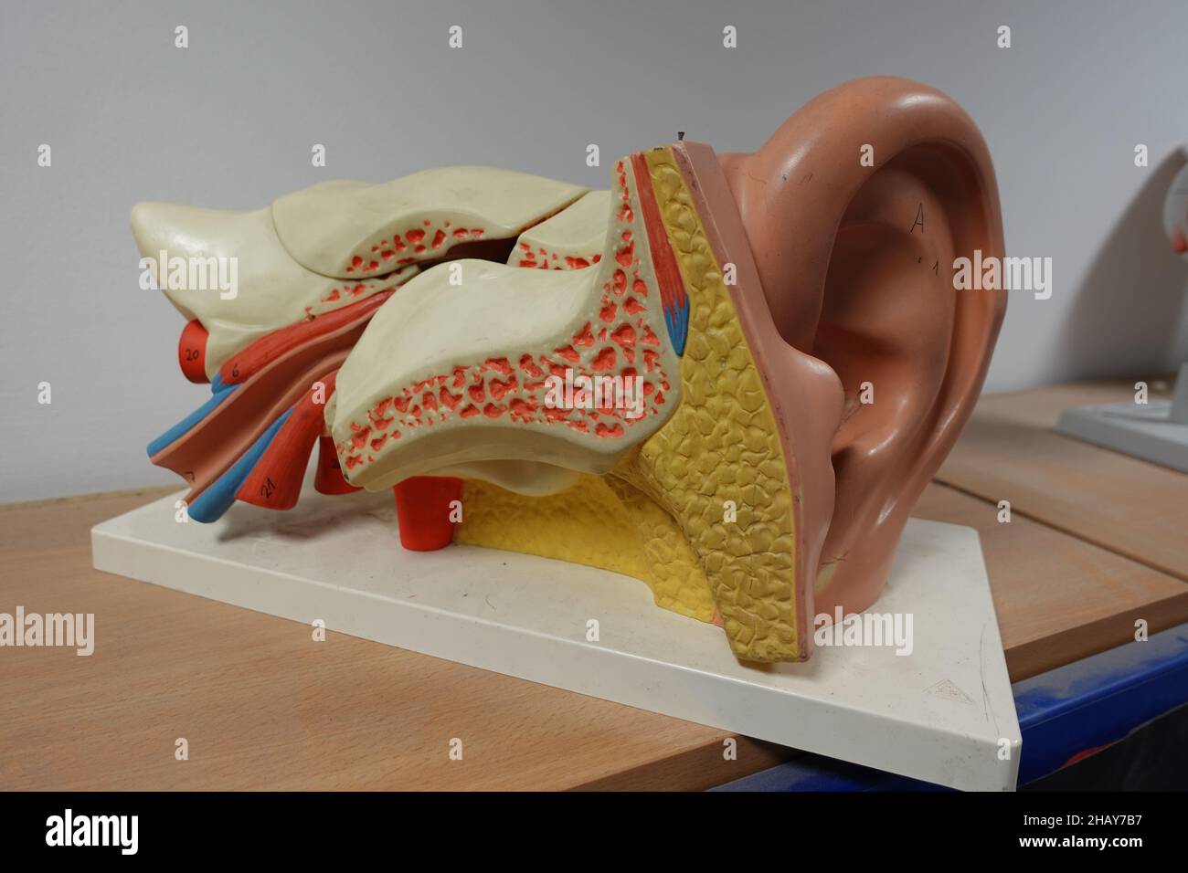 Ear scientific hi-res stock photography and images - Alamy