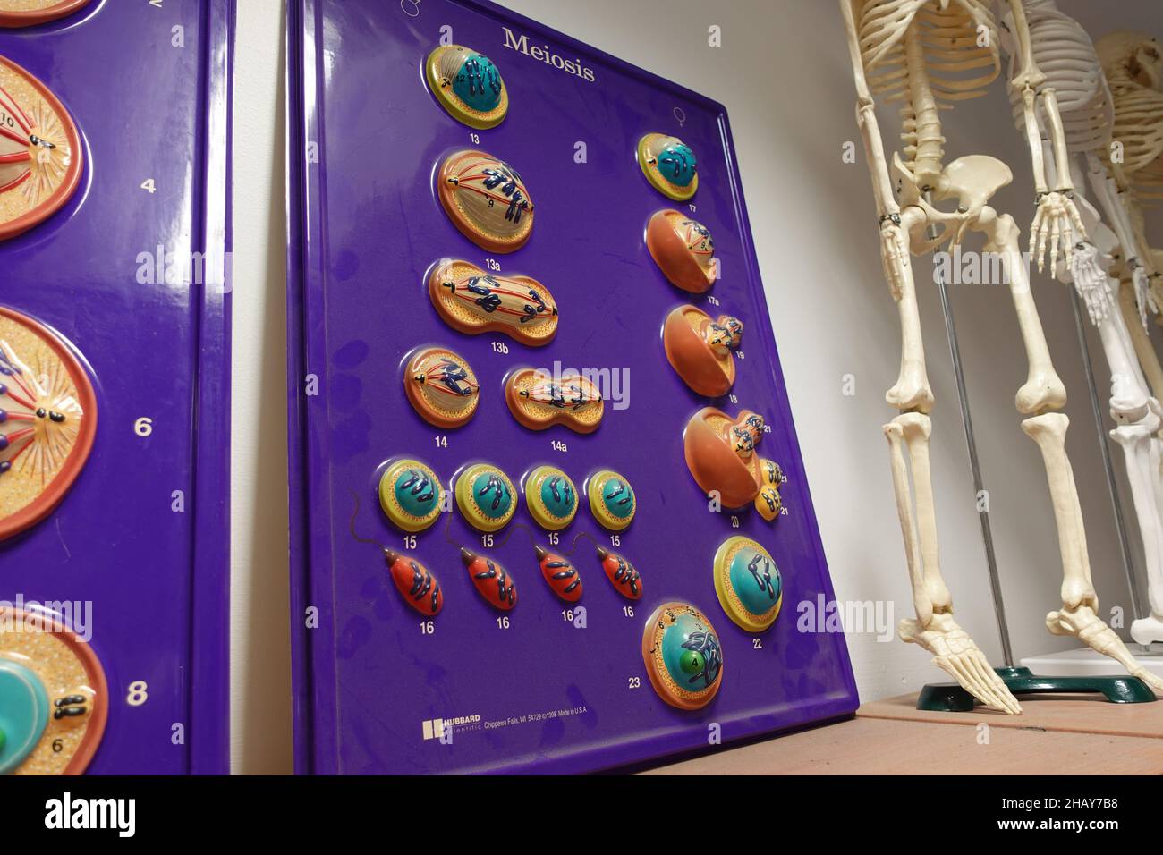 Biology model animal cell hi-res stock photography and images - Alamy