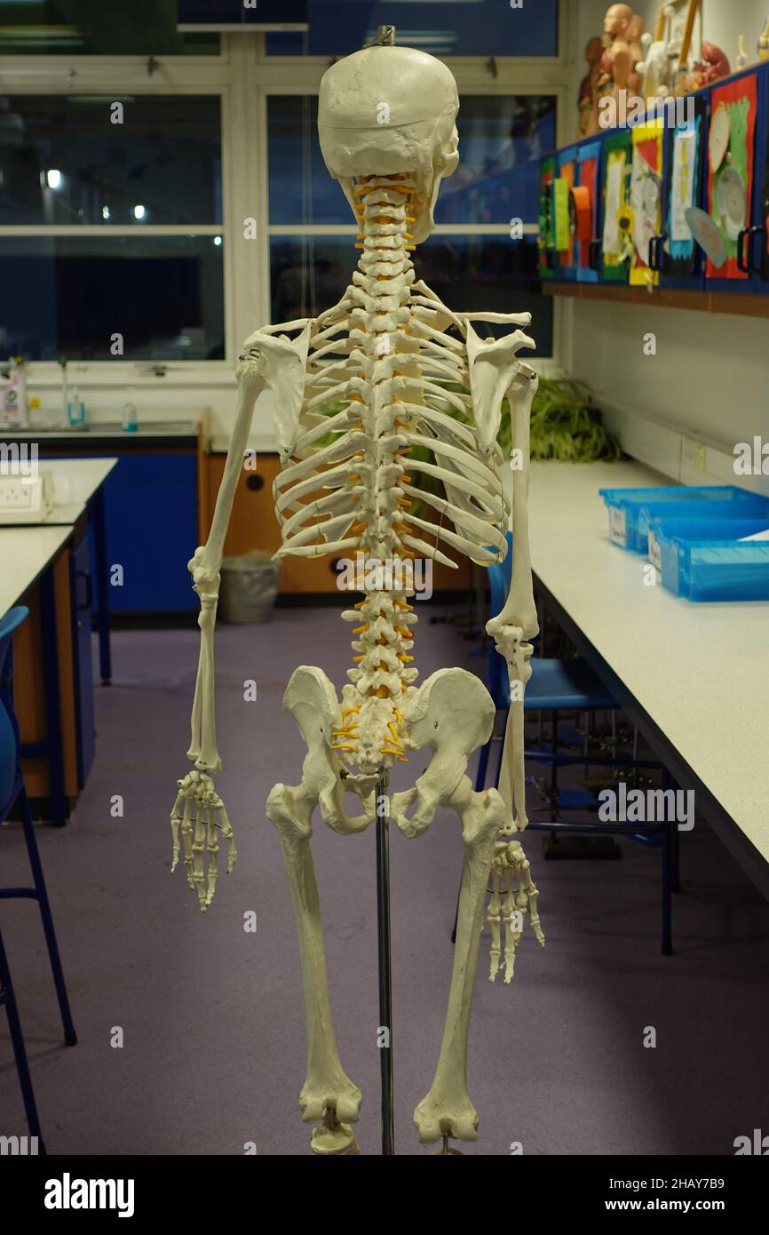Closeup of a Human Skeletal Model in a Science lab, chemicals and ...