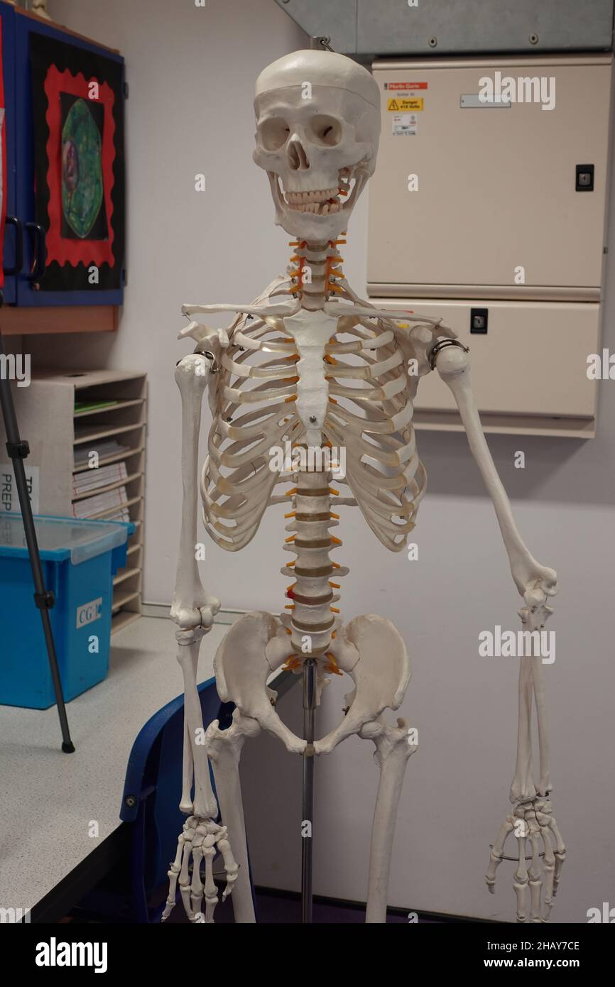 Closeup of a Human Skeletal Model in a Science lab, chemicals and ...