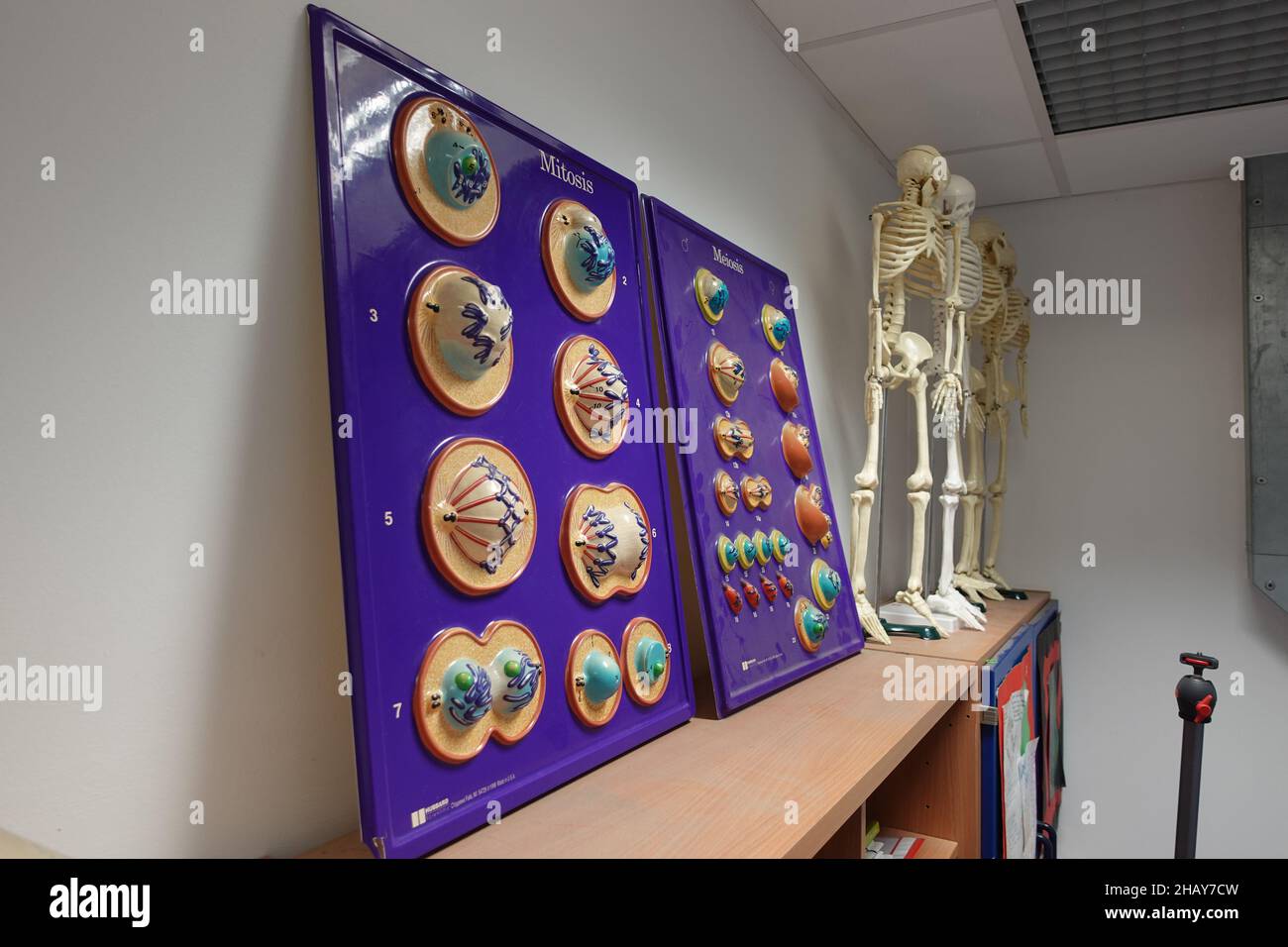 Hubbard Scientific Animal Cell Mitosis Model Activity and two human ...