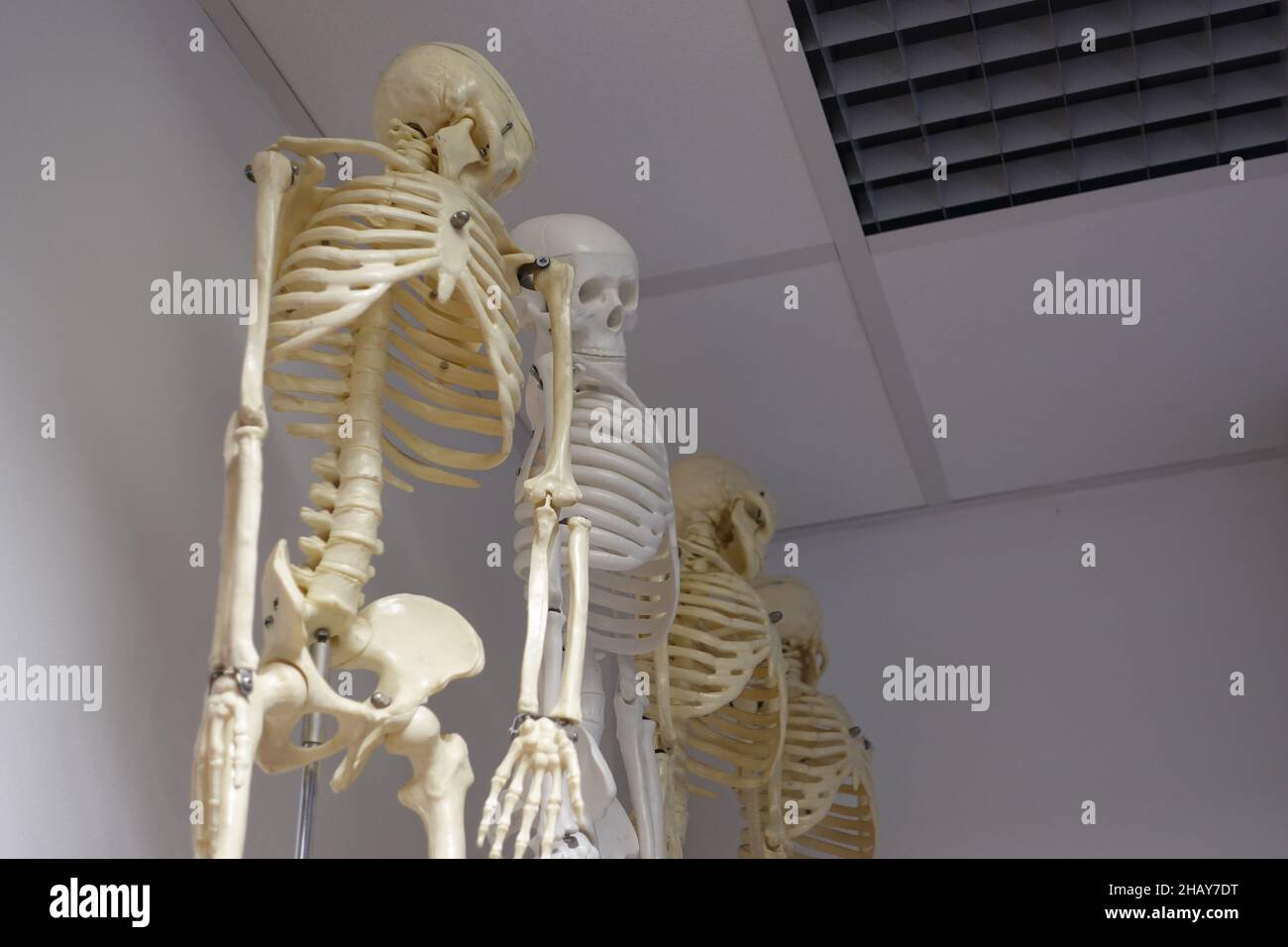 Vertical shot of two Human Skeletal Models, Science lab, chemicals and ...