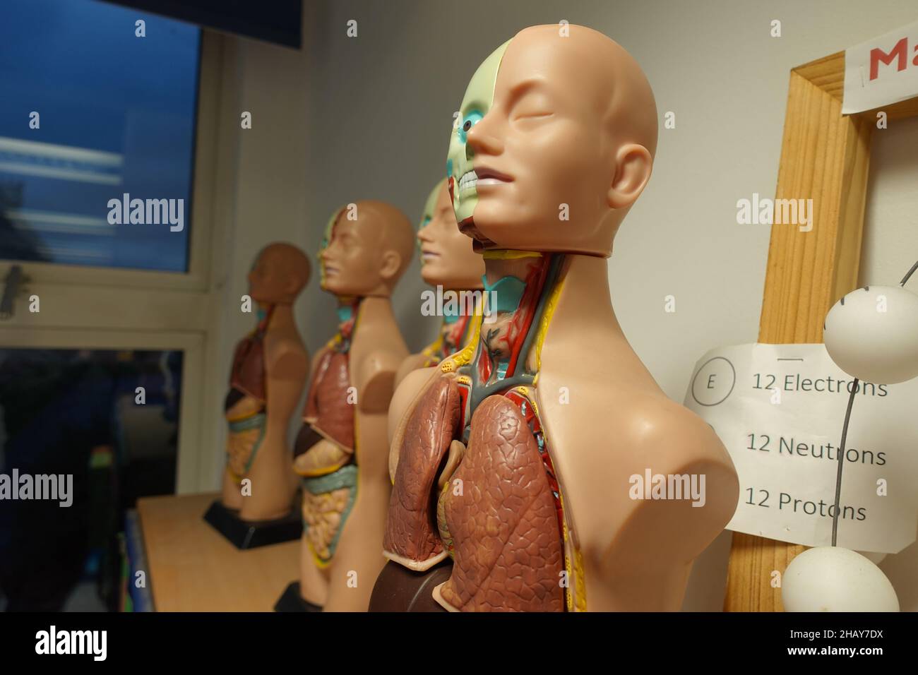 Selective focus shot of an Anatomical Model in a Science lab Stock ...