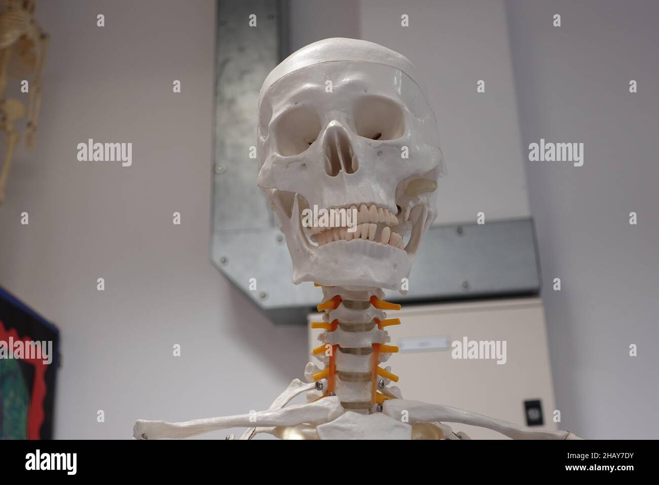 Closeup of a Human Skeletal Model, Science lab, chemicals and biology ...
