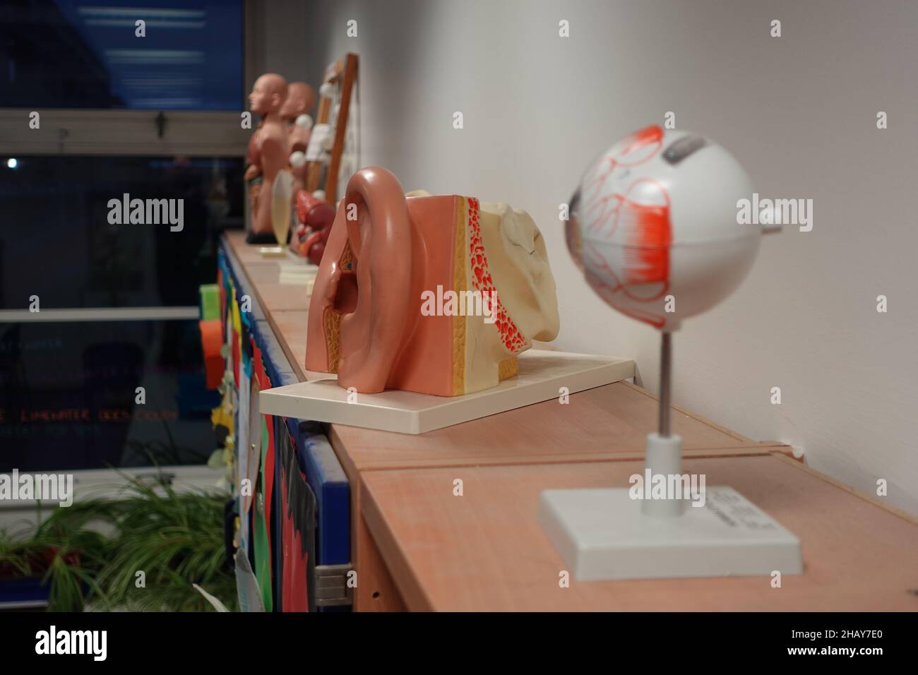 View of an Educational Model of an Ear and Other Scientific Items on a ...
