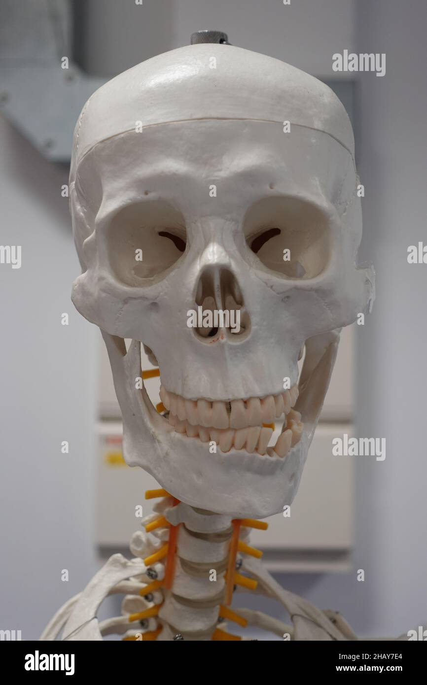 Closeup of a Human Skeletal Model, Science lab, chemicals and biology ...