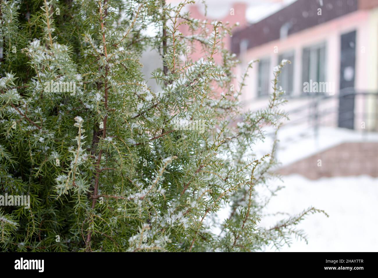 Tuya tree hi-res stock photography and images - Alamy