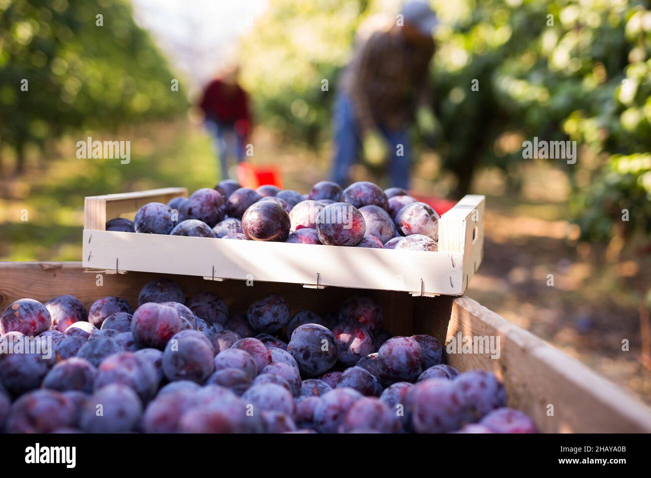 Wooden boxes with plums in plantation Stock Photo - Alamy