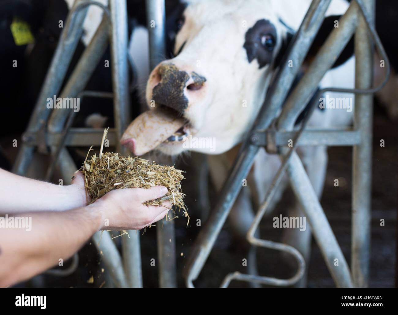 Hands of farmer holding out handful of compound feed to cow Stock Photo ...