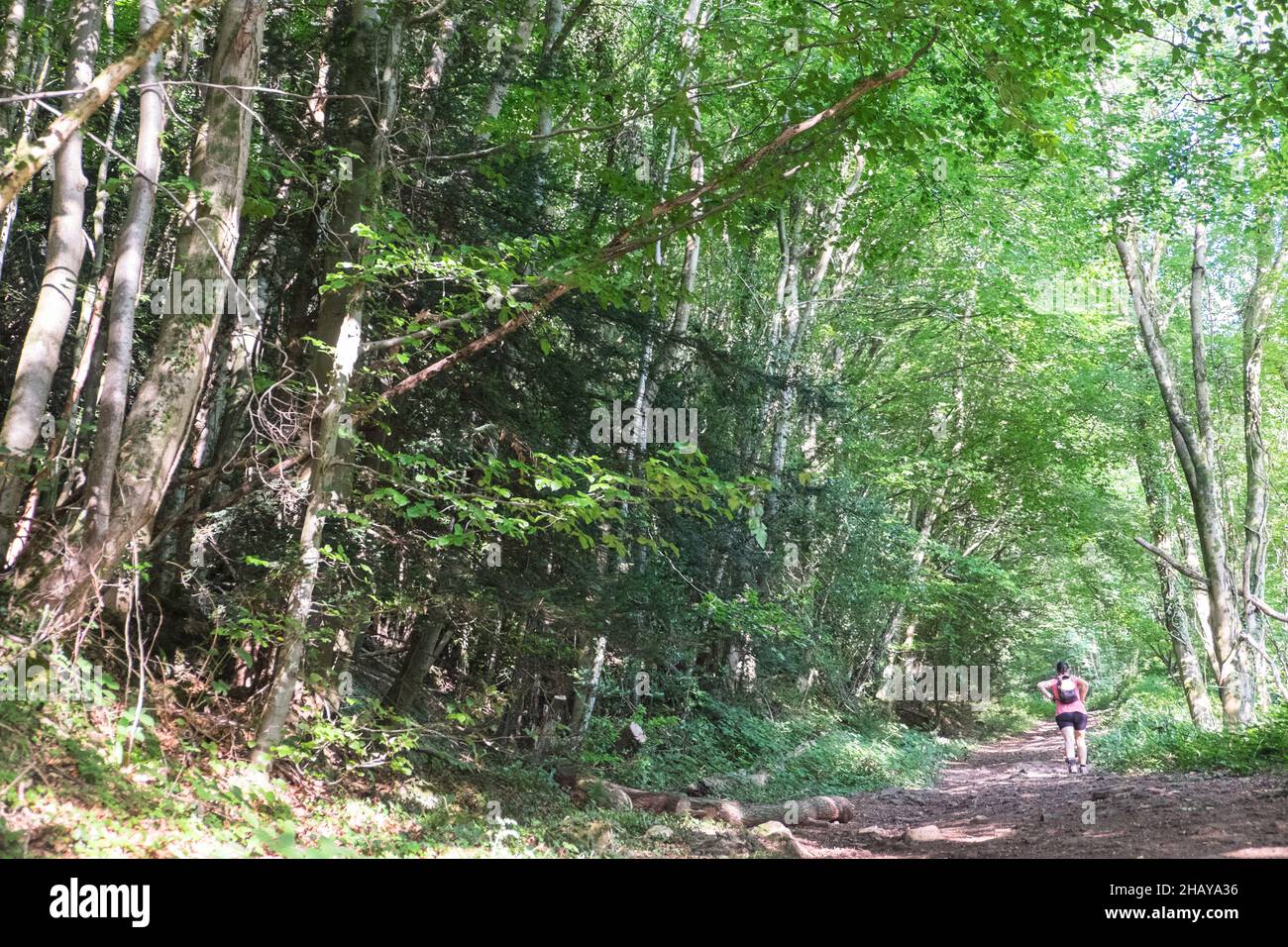 Hiking,hiker,walker,walking,footpath,trail,Offa's Dyke Path,on,public ...