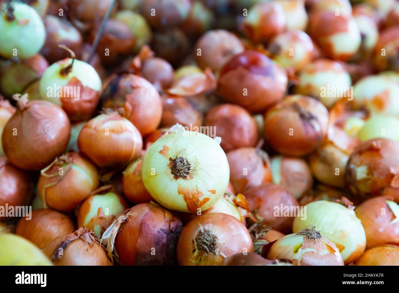 Bulb onion in plastic box on counter in grocery store Stock Photo - Alamy