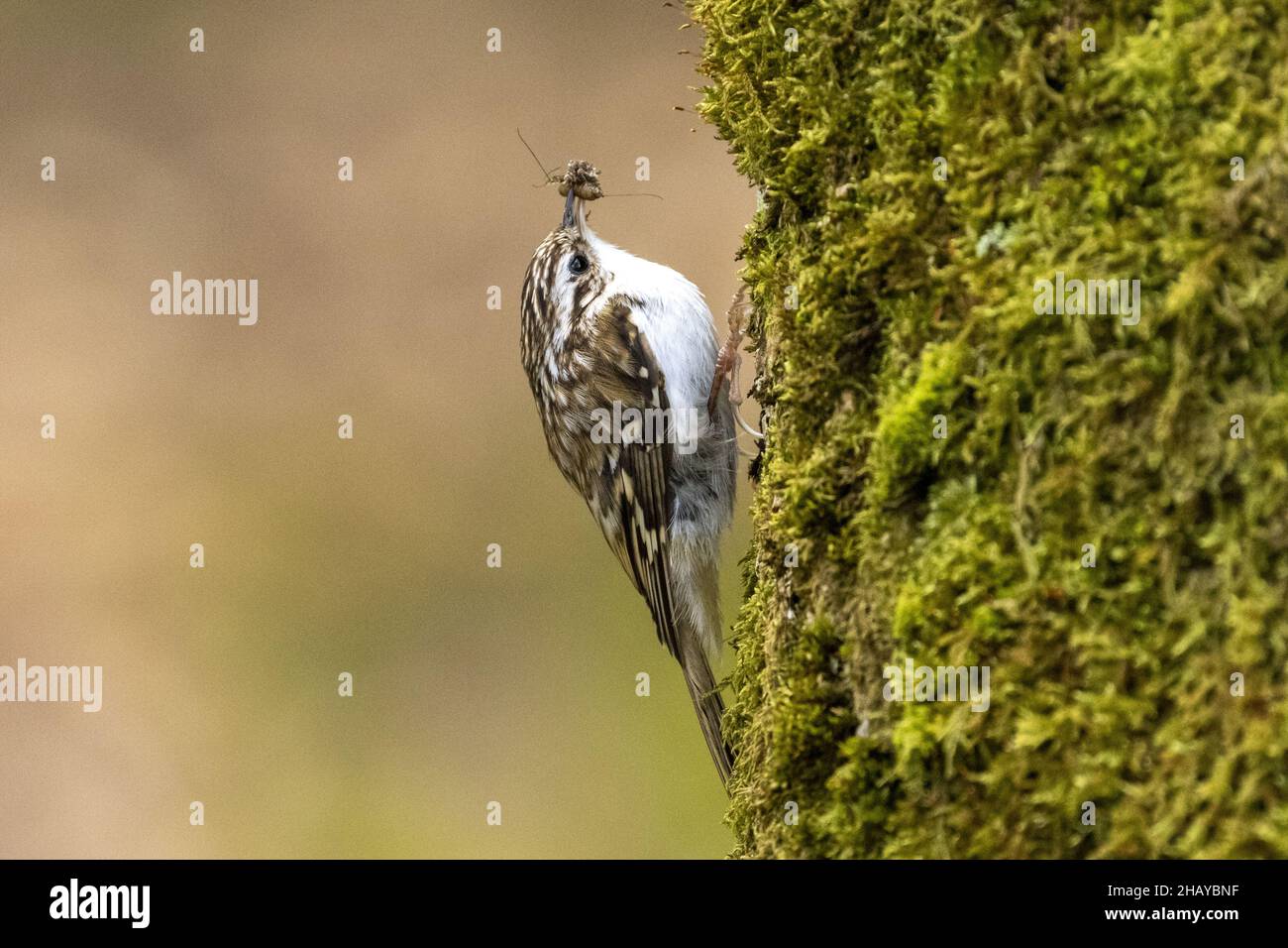Tree garden bird insects hi-res stock photography and images - Alamy