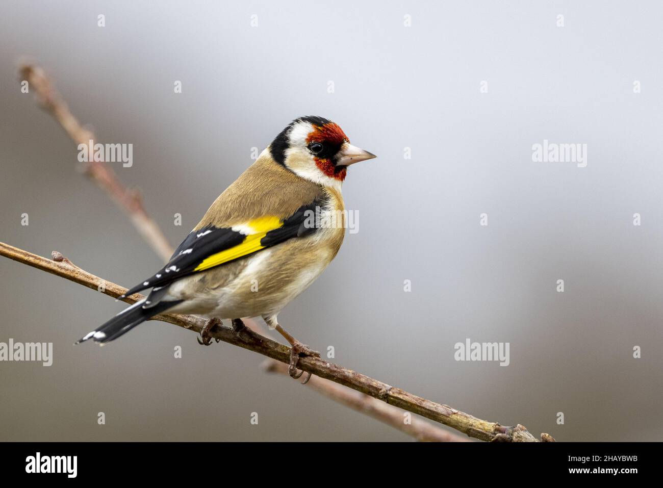 European Goldfinch on a branch Stock Photo - Alamy