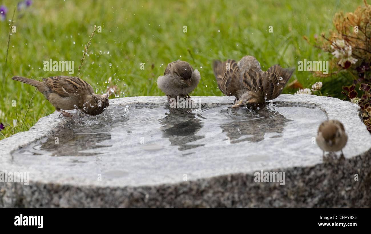 Sparrows feeding winter hi-res stock photography and images - Alamy
