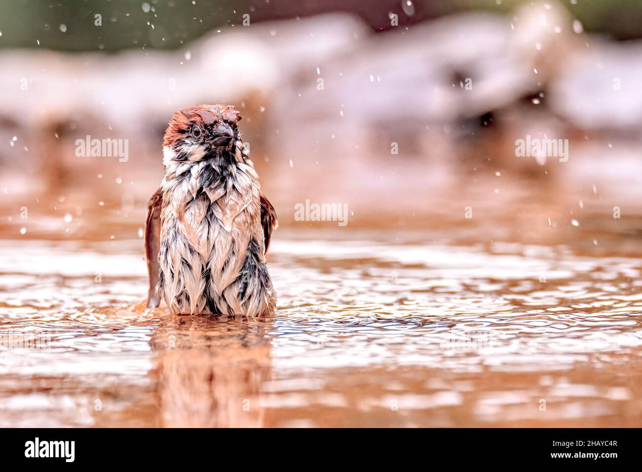 Eurasian sparrow taking a bath in a garden pool against a blurred background Stock Photo - Alamy