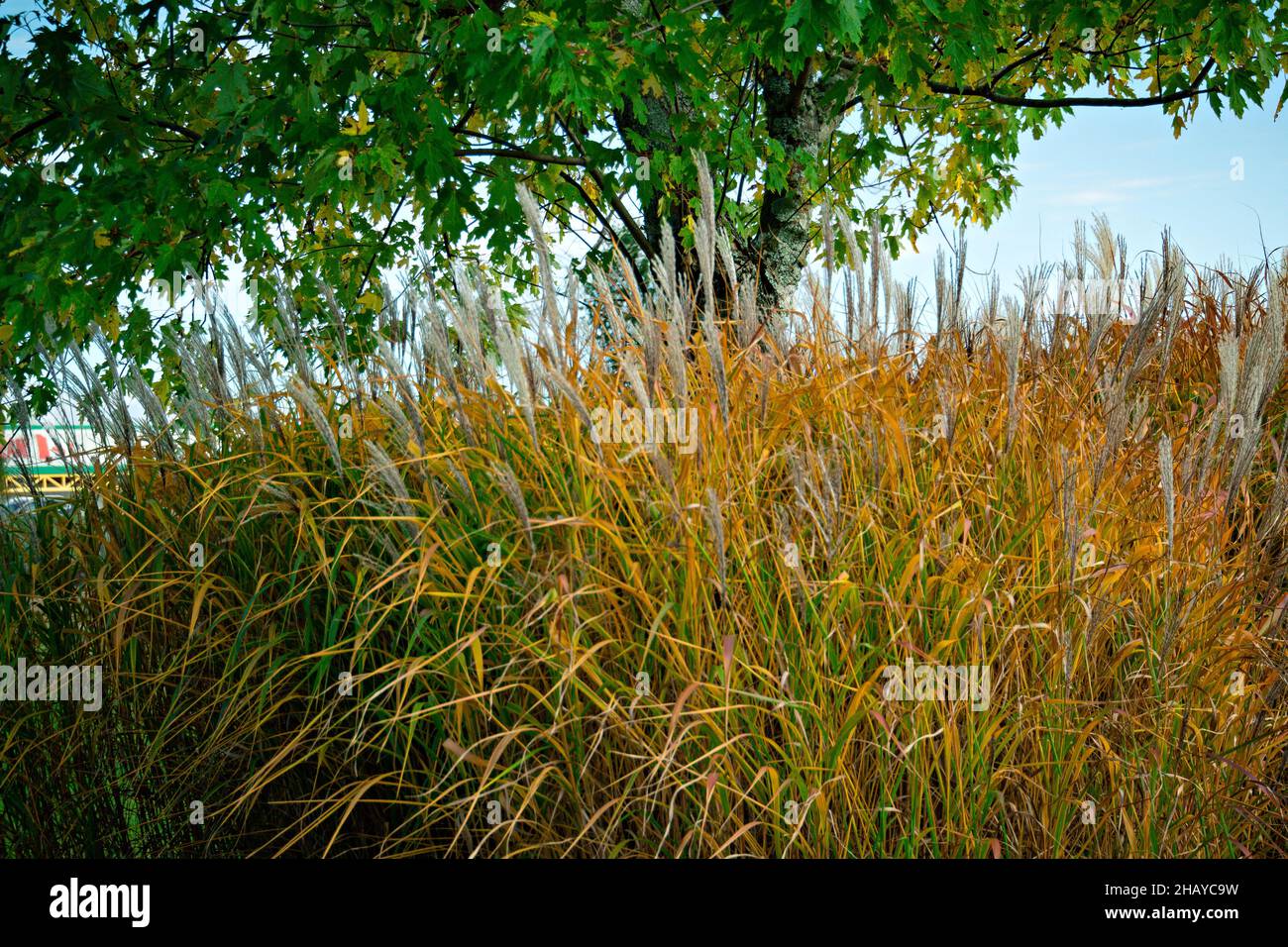 Chinese silver grass spring hi-res stock photography and images - Alamy