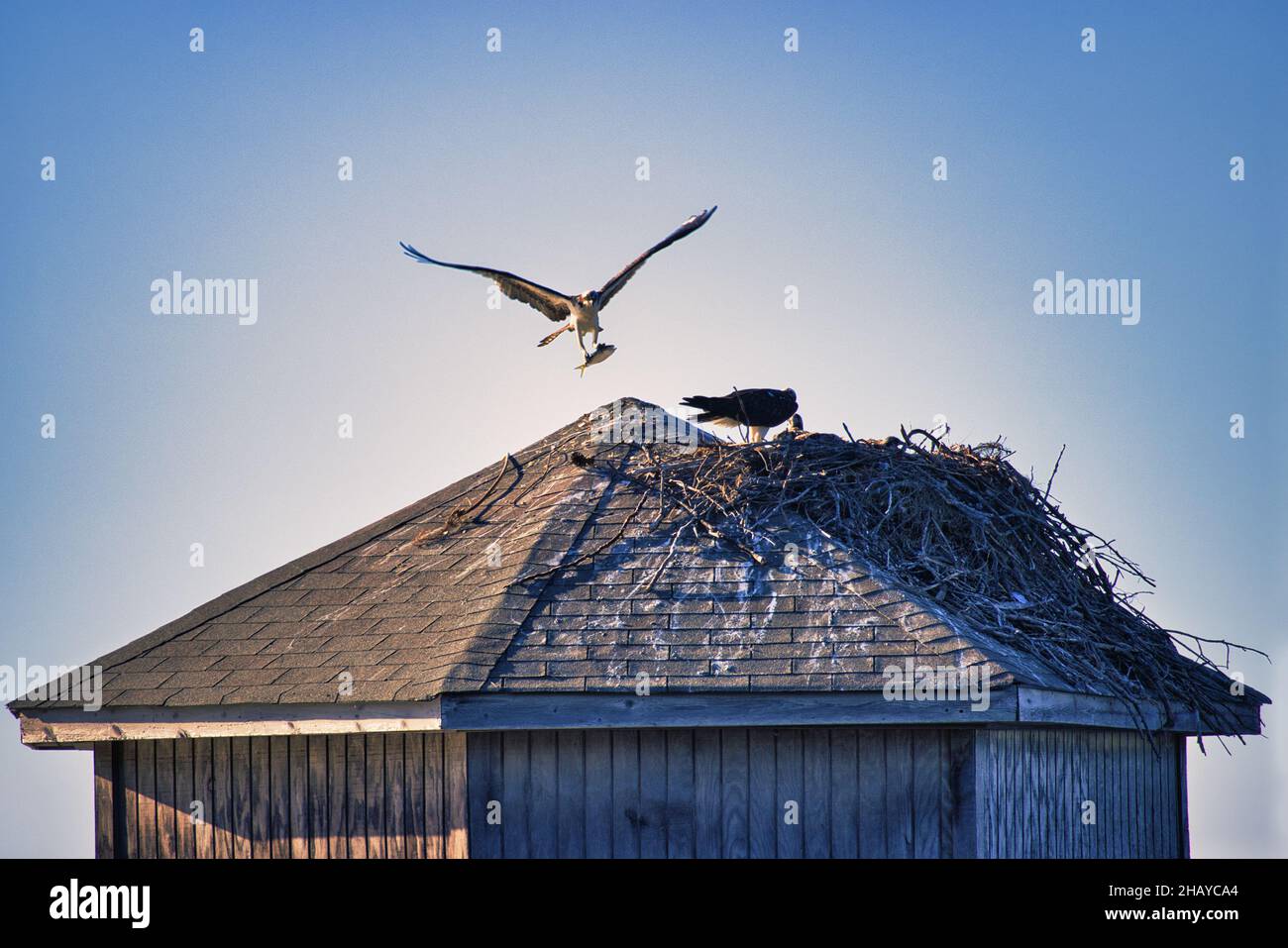 Hawk bringing food to the nest on a roof Stock Photo - Alamy